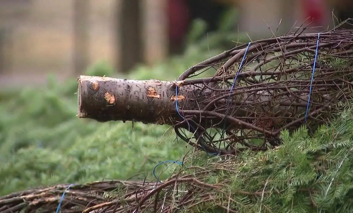 Milwaukee Common Council orders DPW to pick up Christmas trees ...